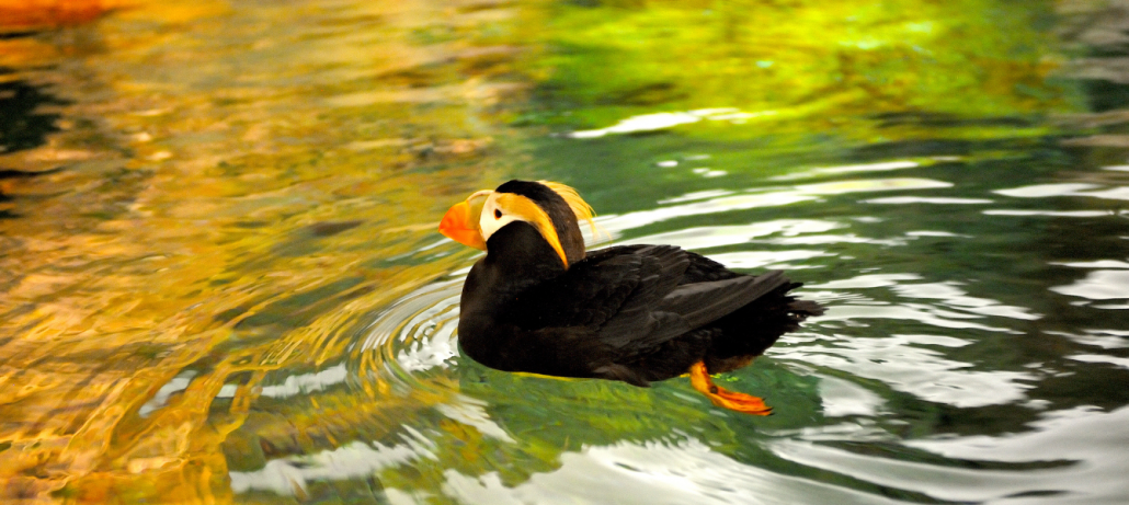 The Ultimate St Louis Zoo Guide | CuddlyNest